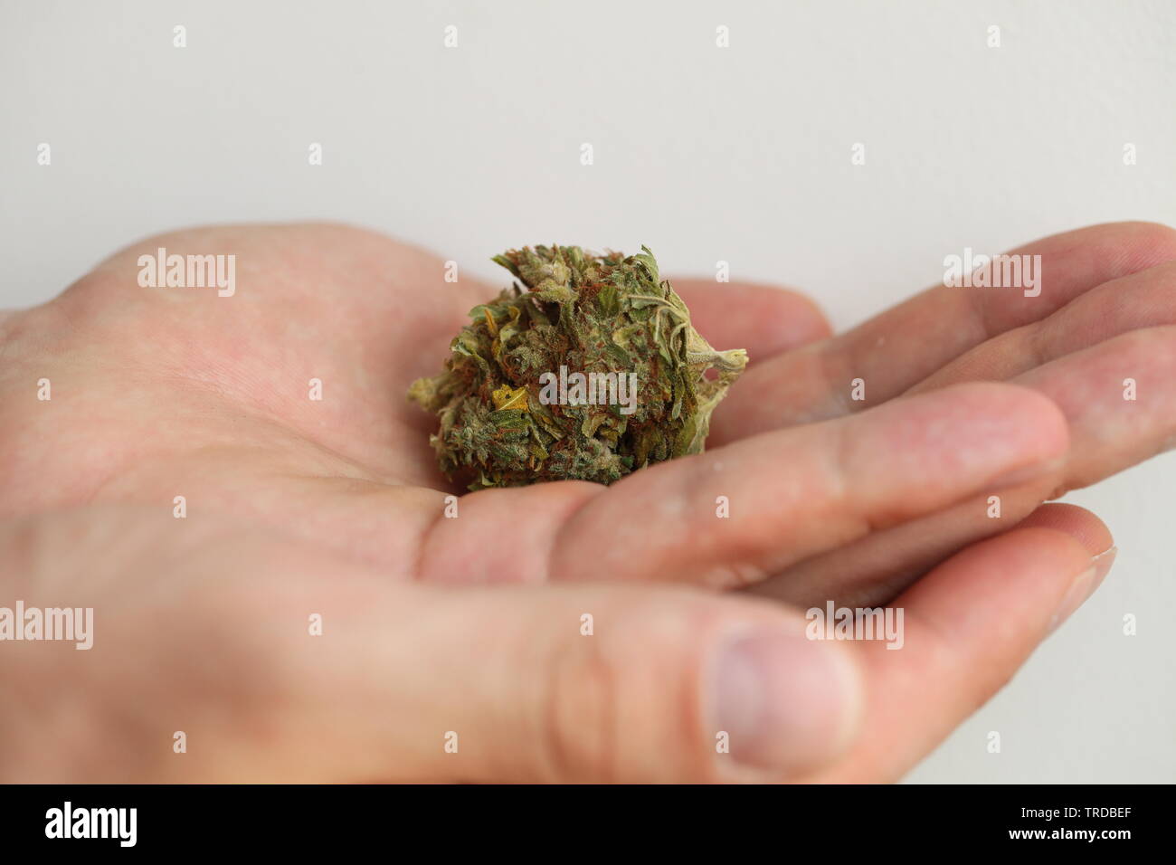 dry medical cannabis marijuana hand Stock Photo - Alamy