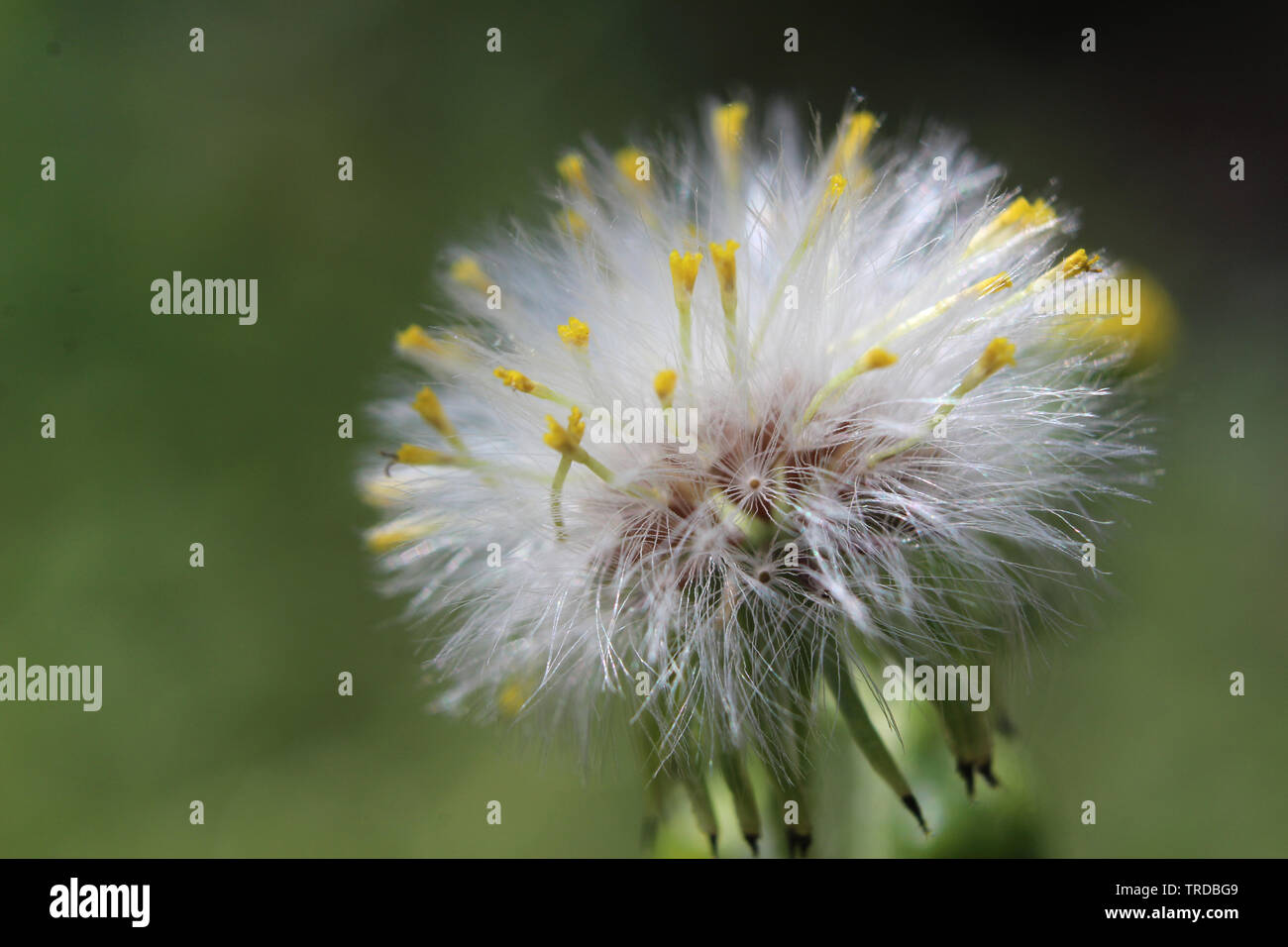 Common groundsel senecio vulgaris hi-res stock photography and images ...