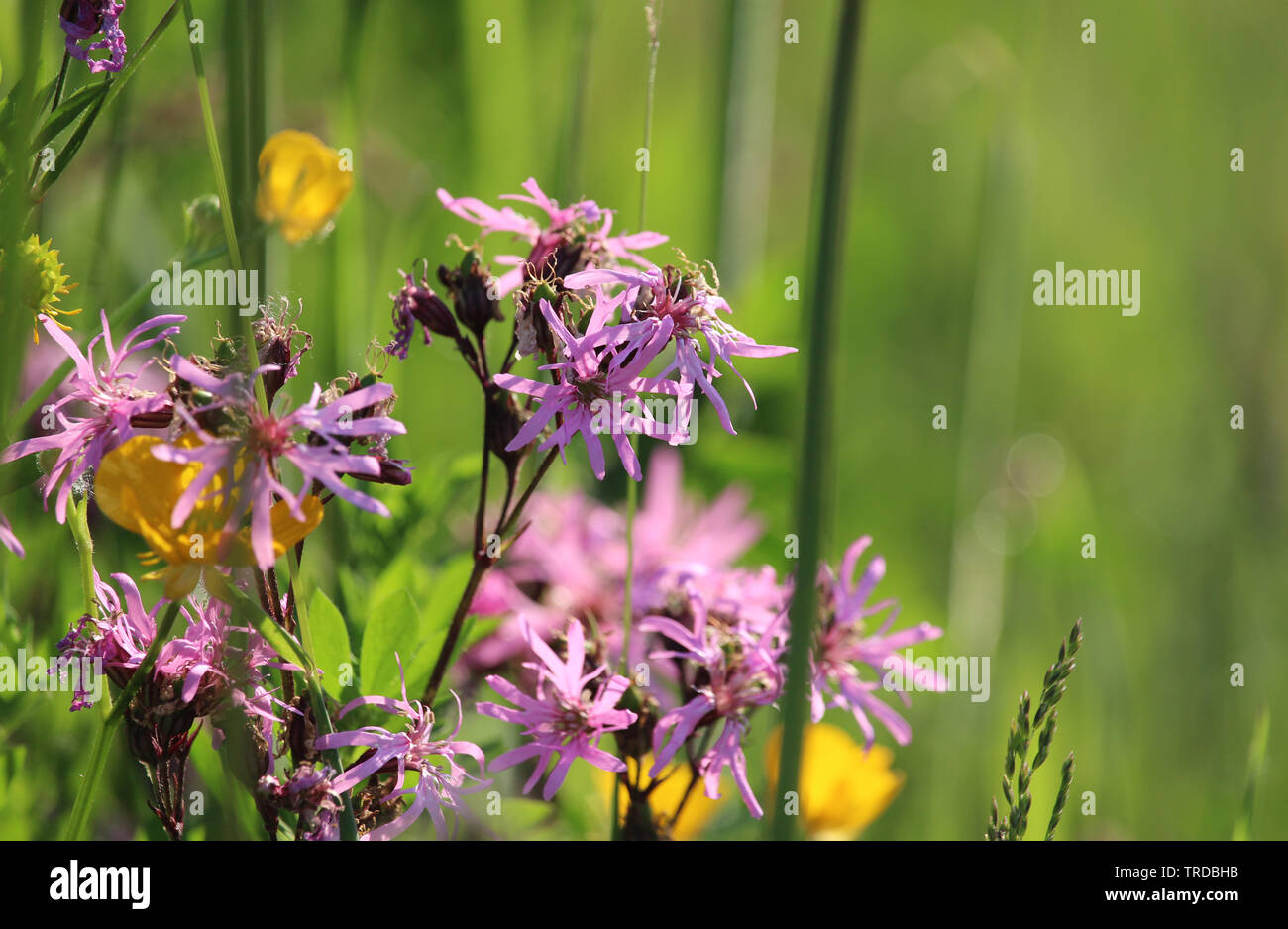 Close up of beautiful pink Ragged robin flowers. Also known as Lychnis ...