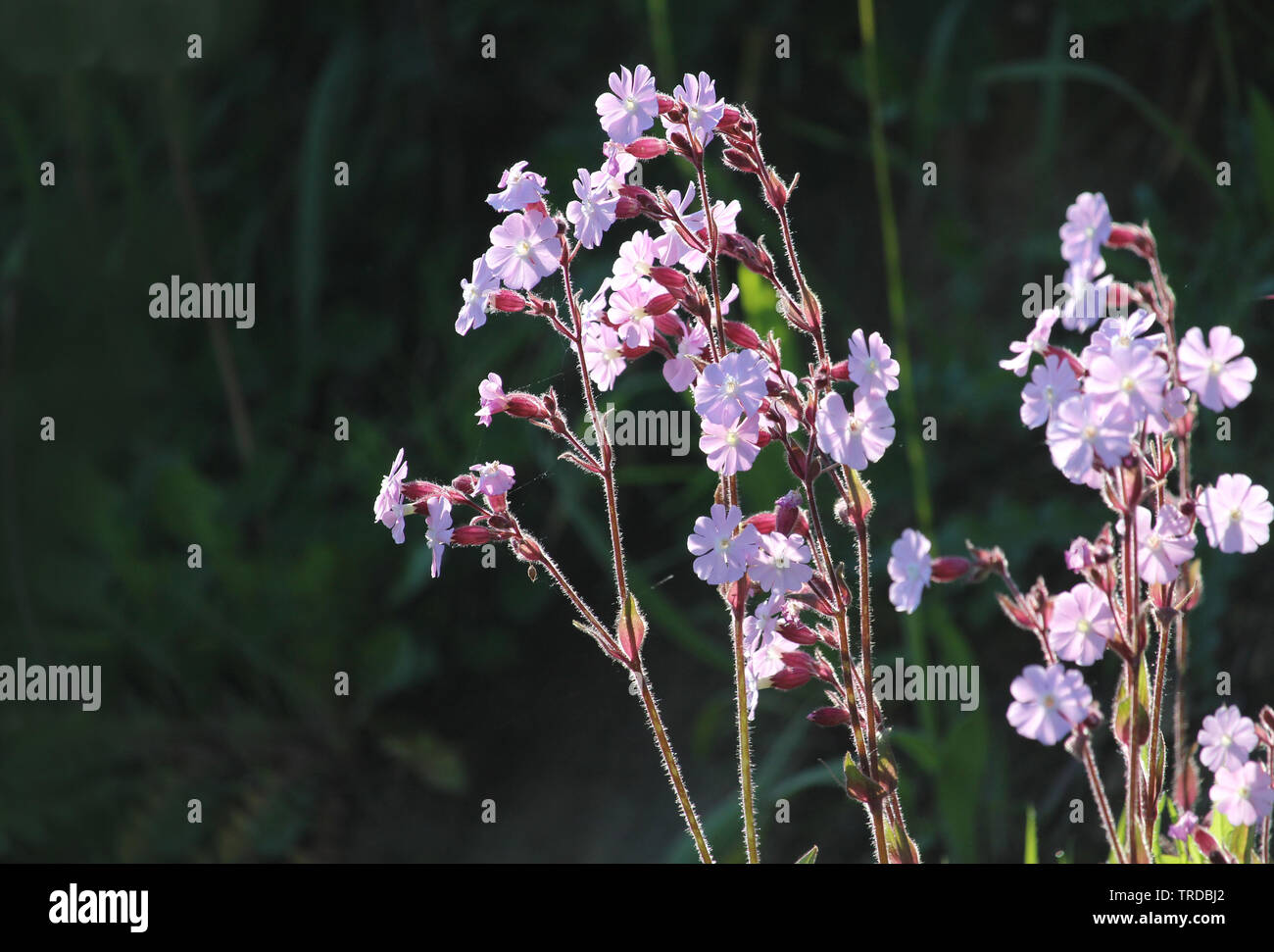 Silene pink blooms flower hi-res stock photography and images - Alamy