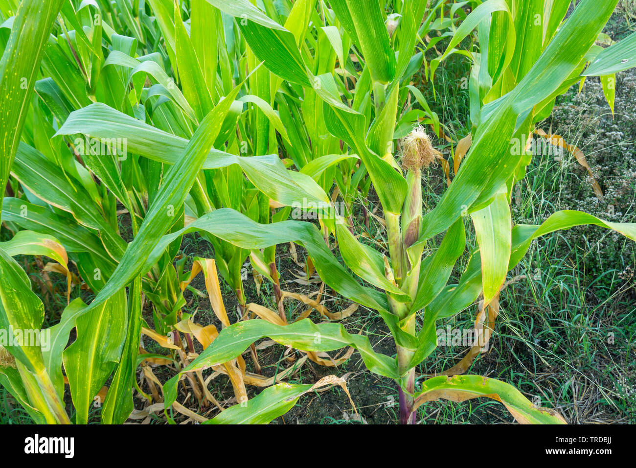 Zea mays linn hi-res stock photography and images - Alamy