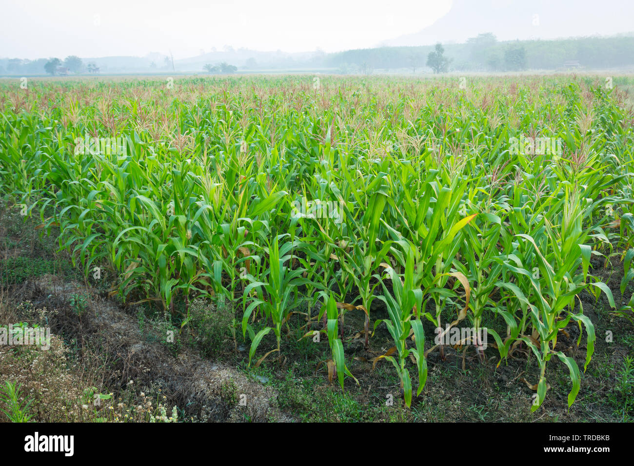 Zea mays linn hi-res stock photography and images - Alamy