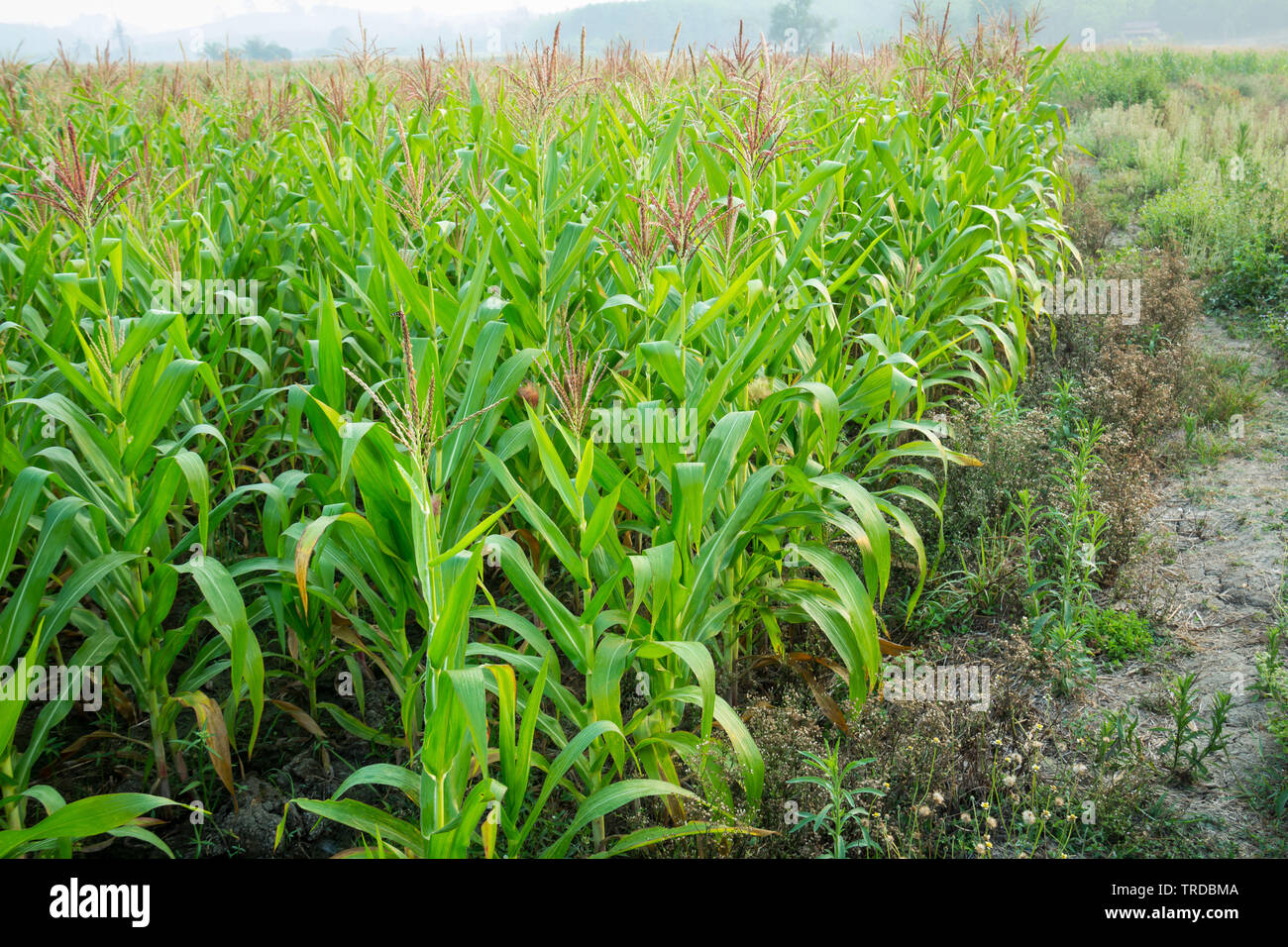 Zea mays linn hi-res stock photography and images - Alamy