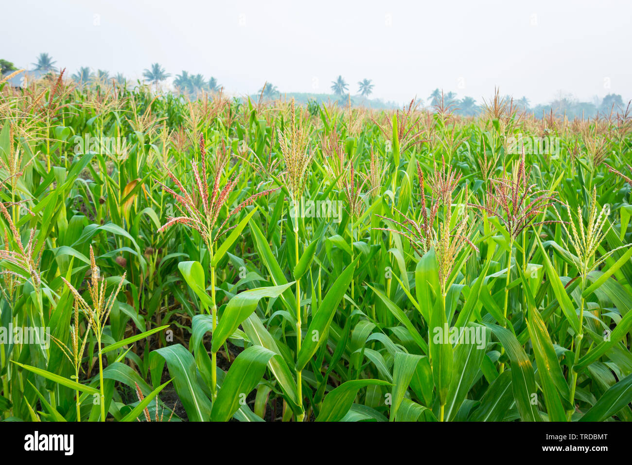 Zea mays linn hi-res stock photography and images - Alamy