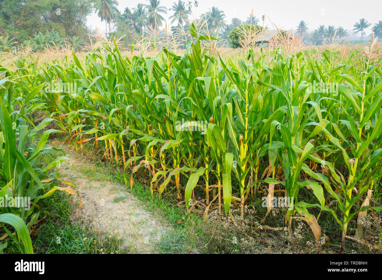 Zea mays linn hi-res stock photography and images - Alamy