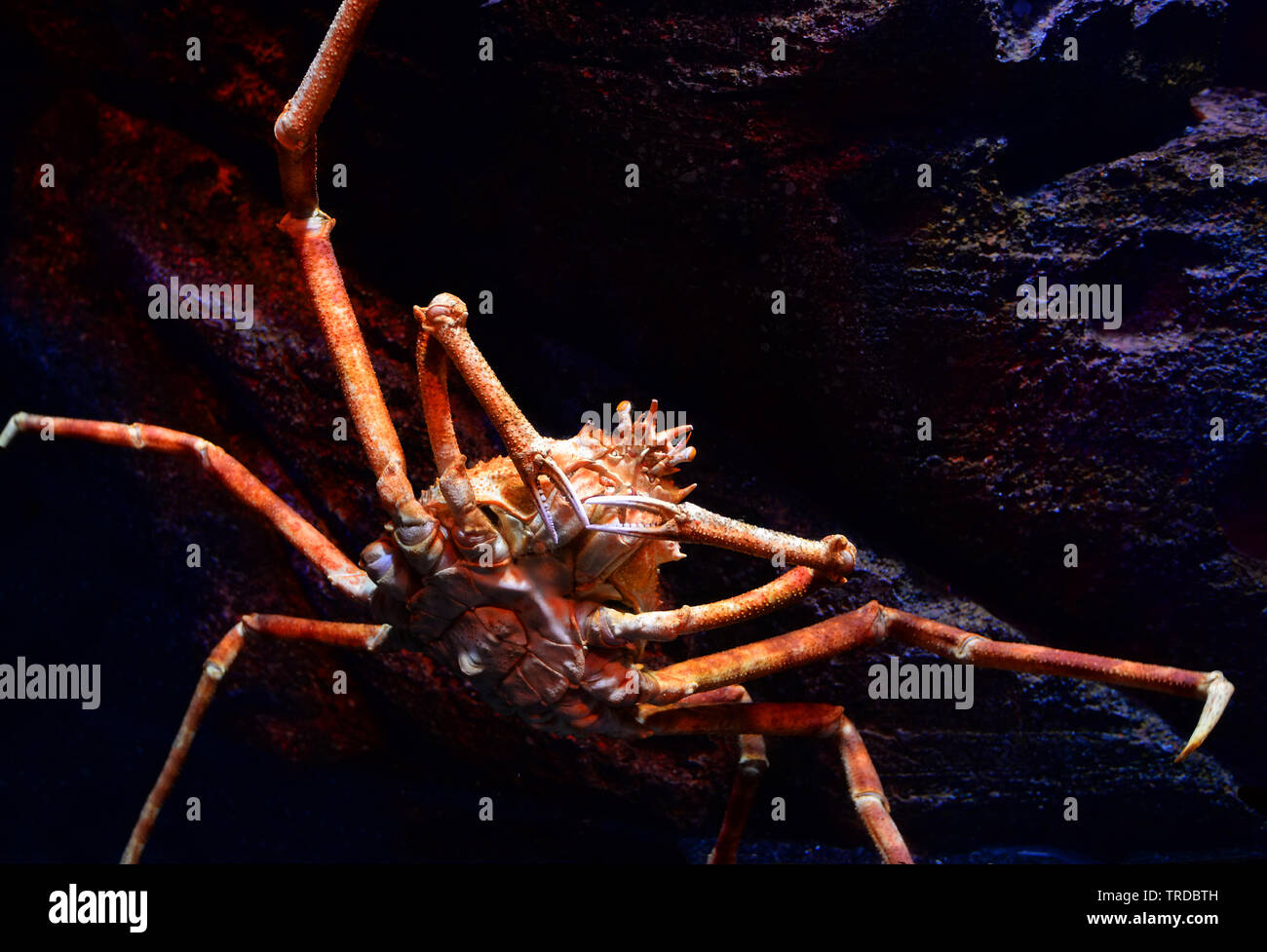 Japanese giant spider crab swimming underwater aquariumun on the rock ...