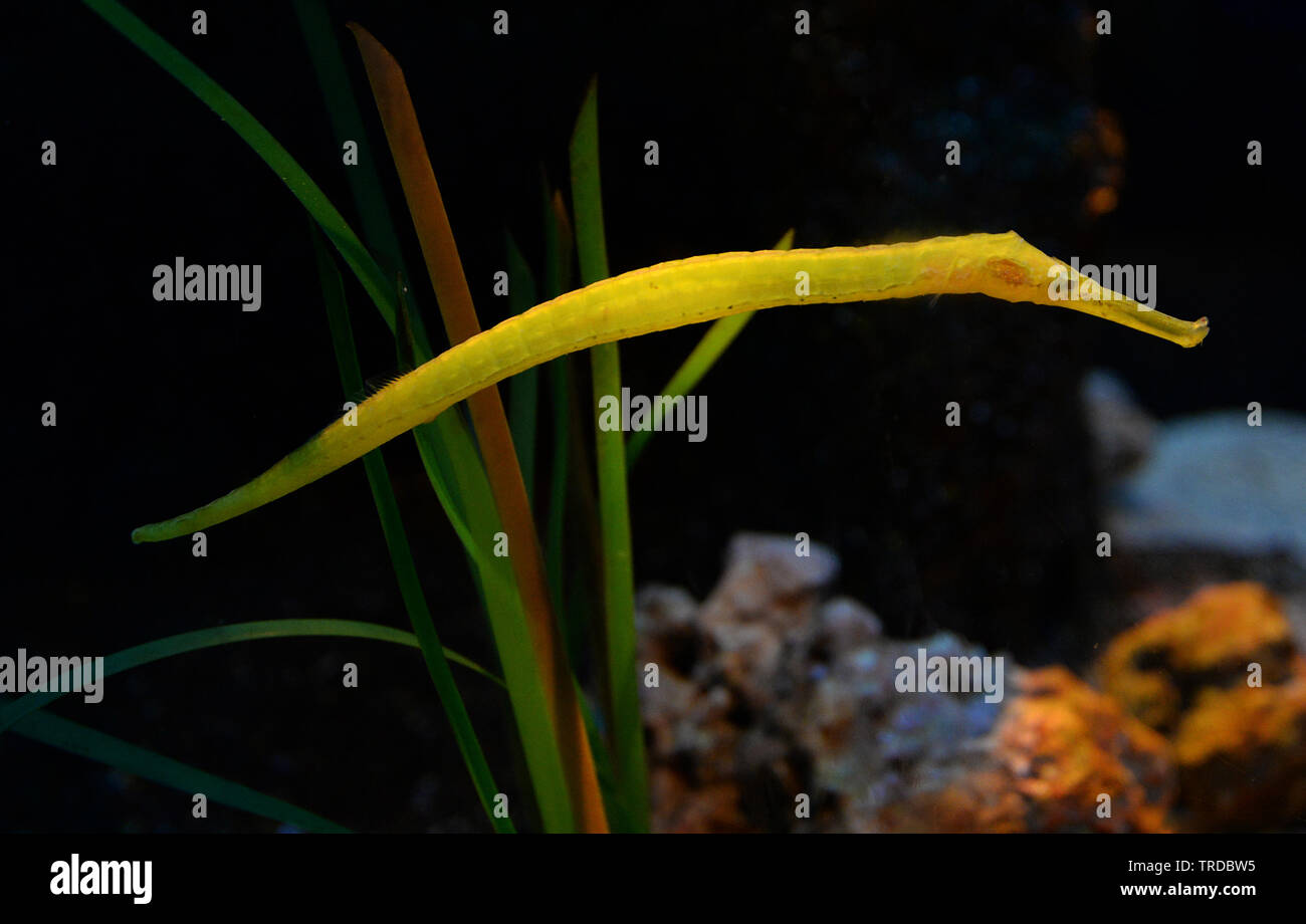 reef fish yellow and green alligator pipefish swimming in the ...