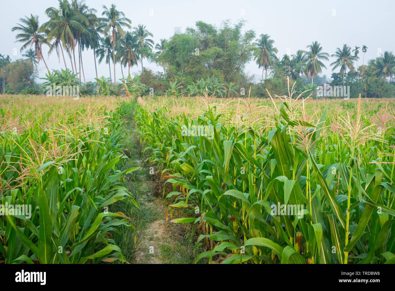 Zea mays Linn. , Sweet corn in the field Stock Photo - Alamy