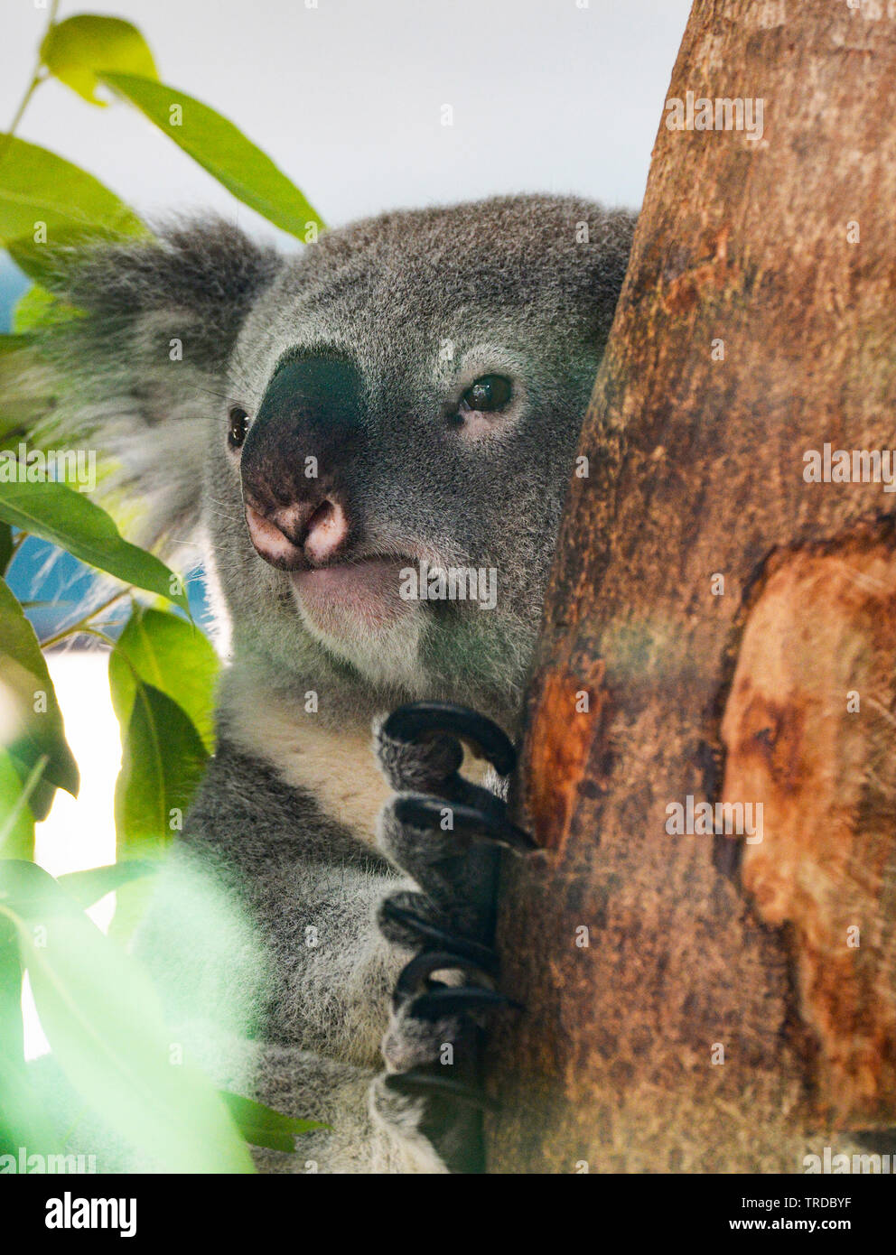 Koala Bear on tree branch and eucalyptus leaves Stock Photo - Alamy