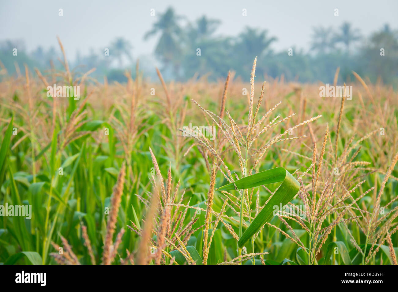 Zea mays linn hi-res stock photography and images - Alamy