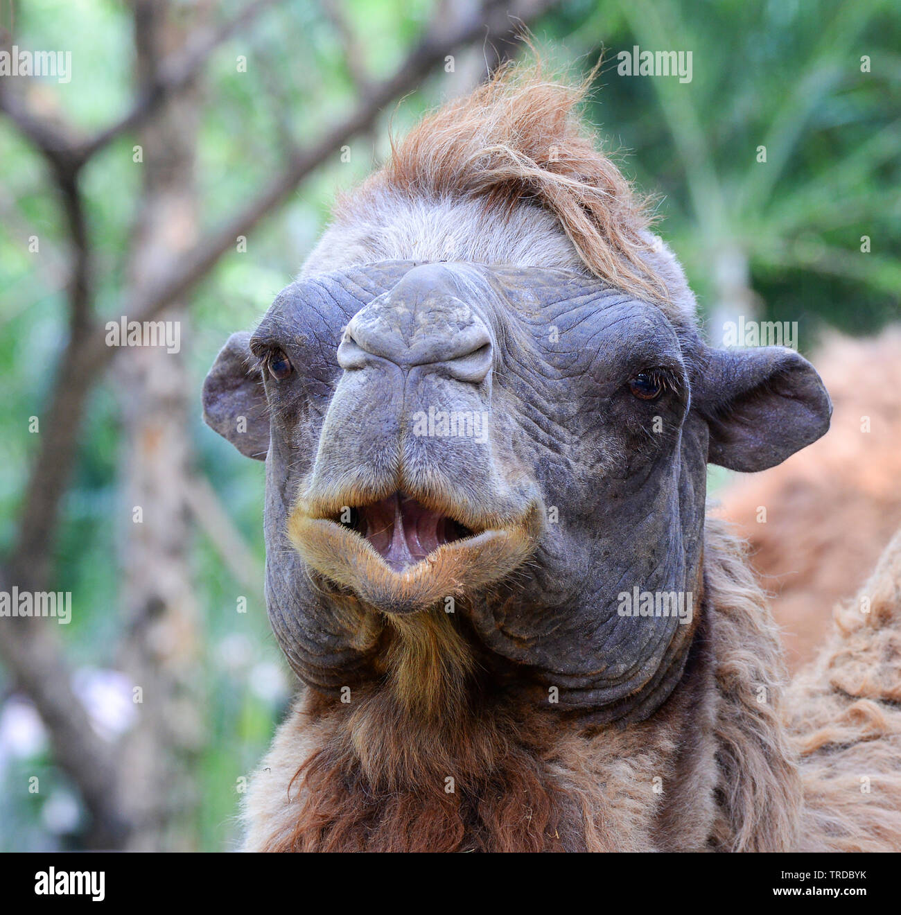 Wild bactrian camel at farm in the national park / Camelus bactrianus ...