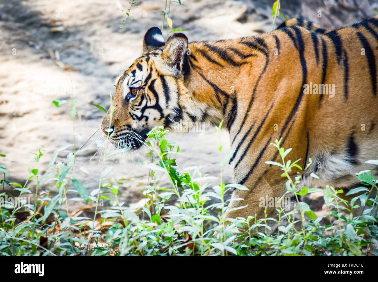 Royal bengal tiger walking and looking for prey in the national park ...