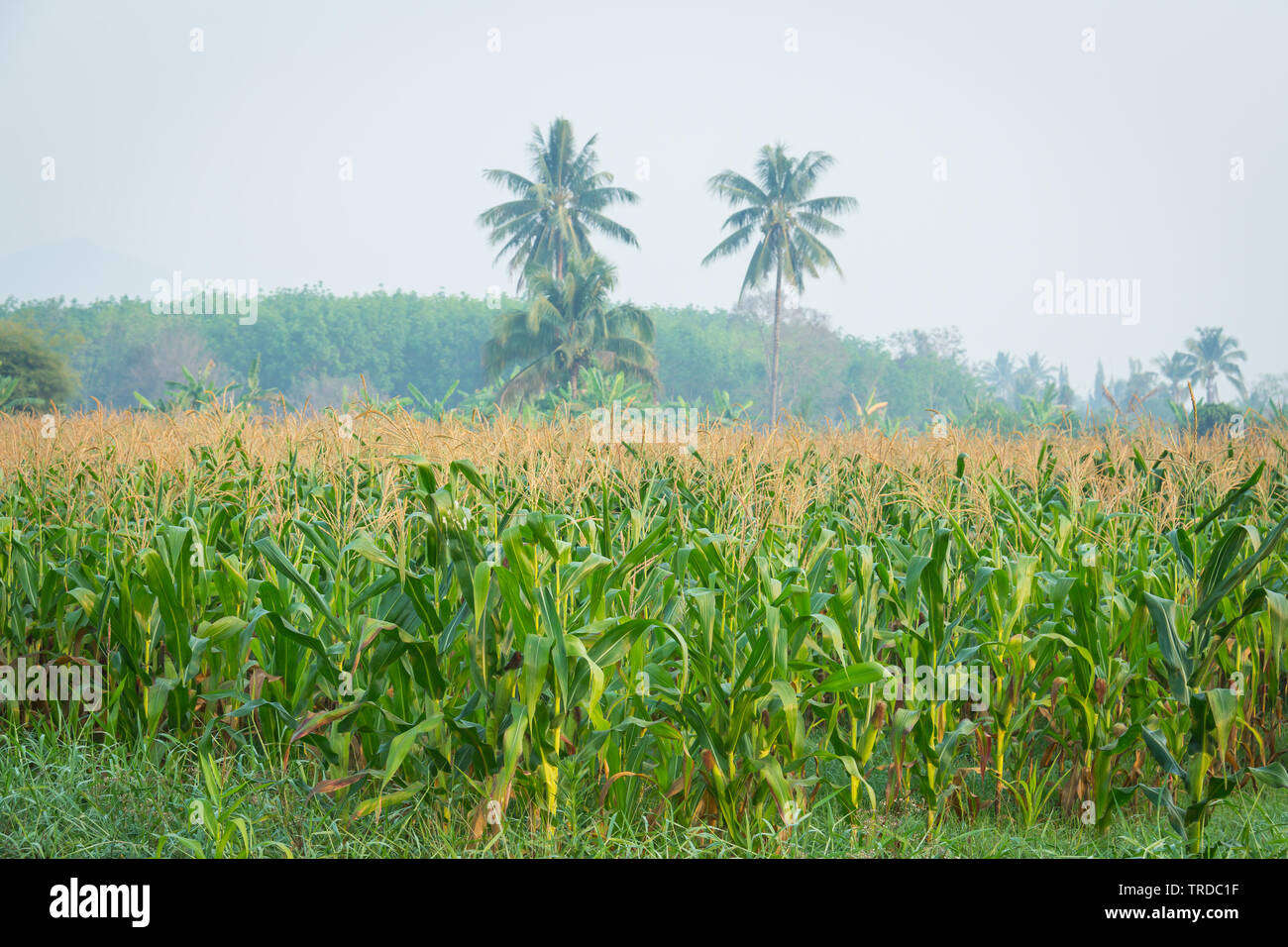 Zea mays linn hi-res stock photography and images - Alamy