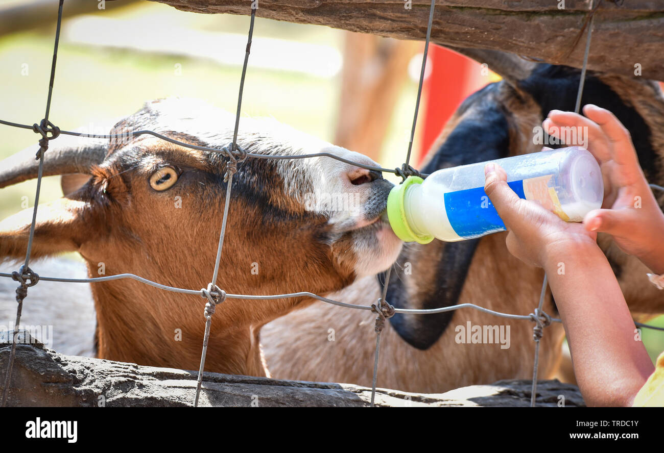 Feeding goat with milk bottle in the farm Stock Photo - Alamy