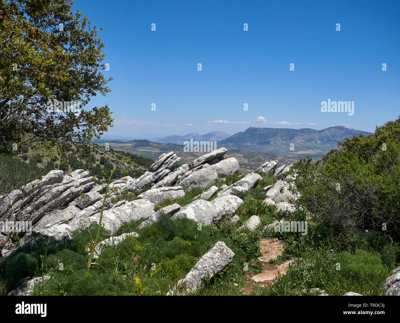 The tilted Limestone rock Strata amongst the lush and varied Mountain ...