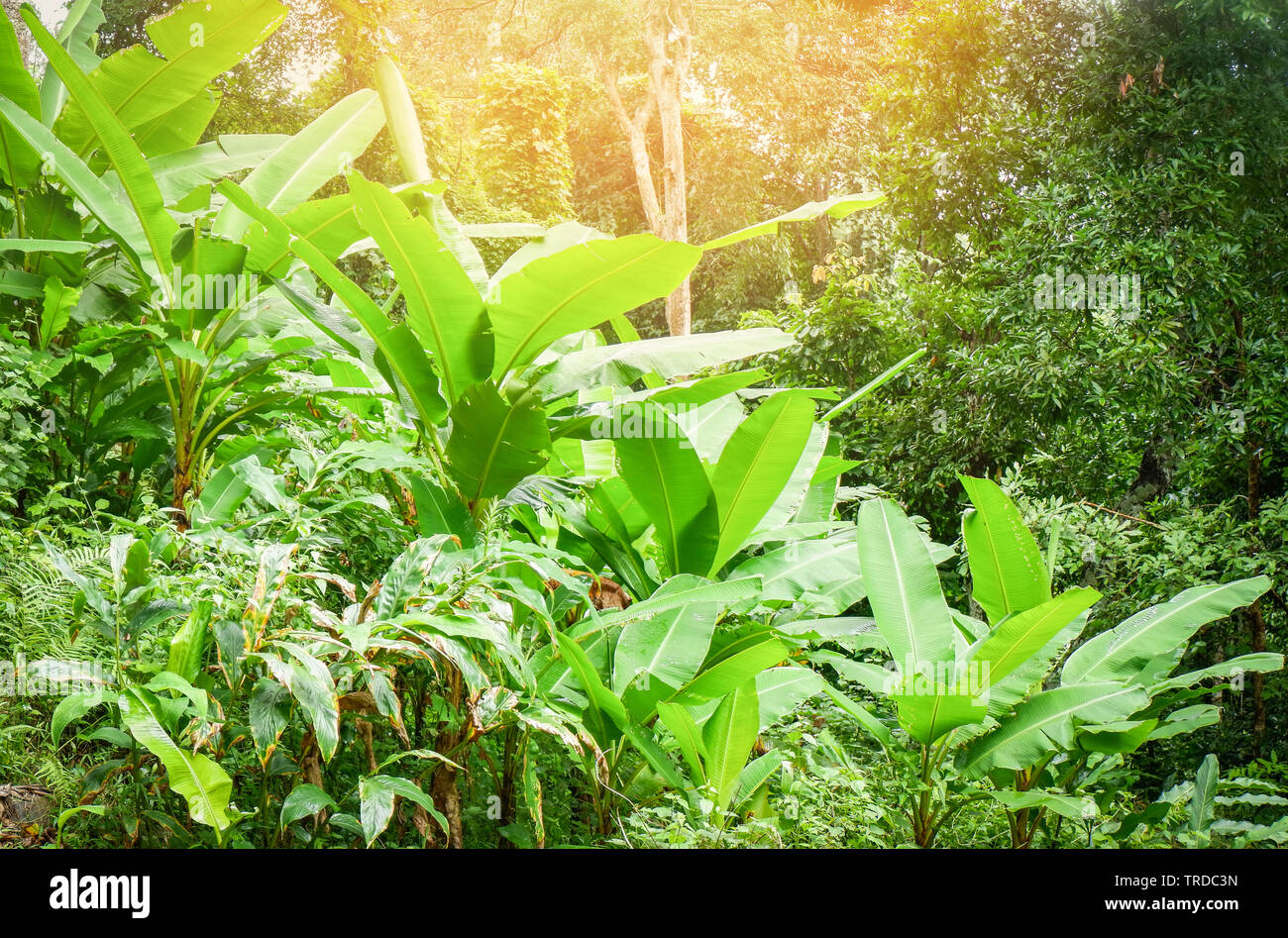 Banana tree growing in the banana field green jungle nature tropical ...