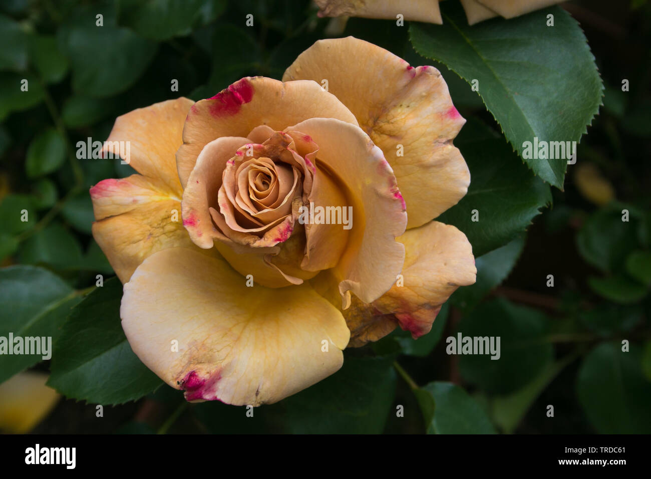 Spring garden with rare and pregious golden rose flower Stock Photo - Alamy