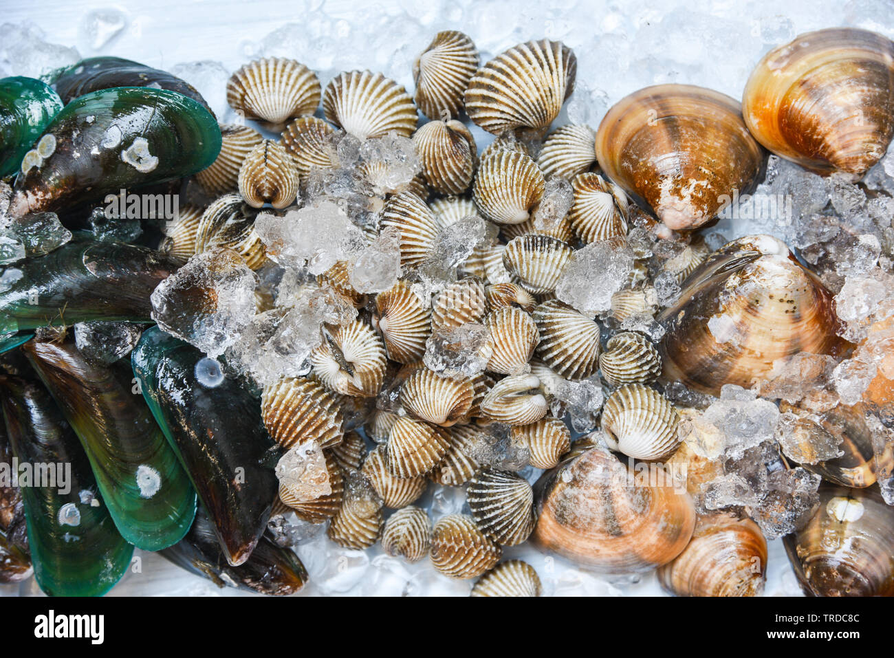 Blood mussels hi-res stock photography and images - Alamy