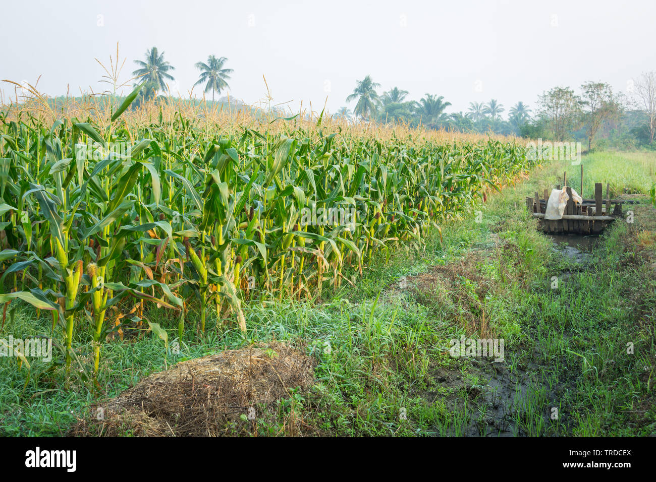 Zea mays linn hi-res stock photography and images - Alamy