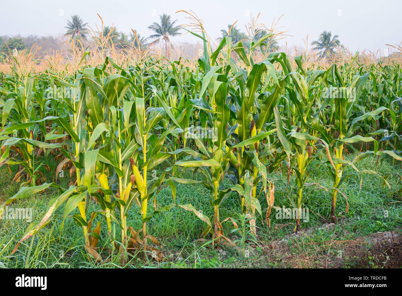 Zea mays linn hi-res stock photography and images - Alamy