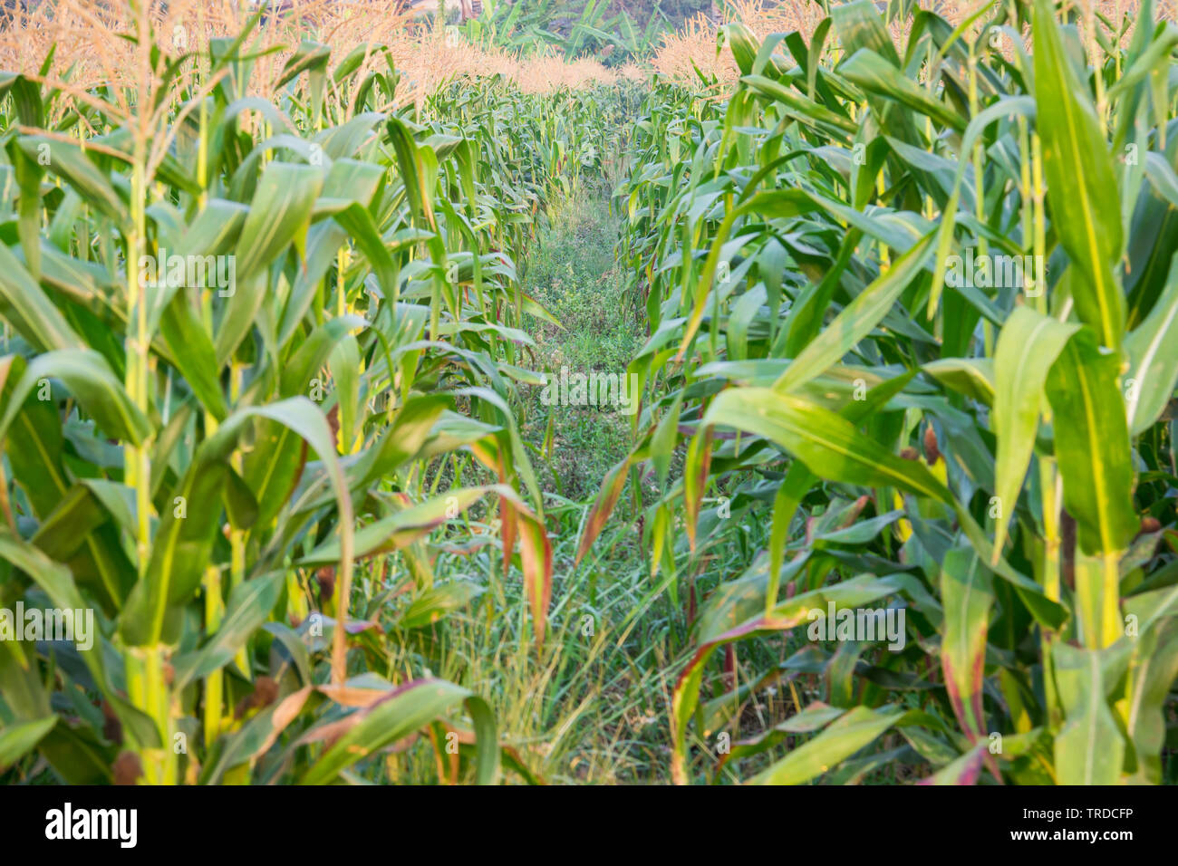 Zea mays linn hi-res stock photography and images - Alamy