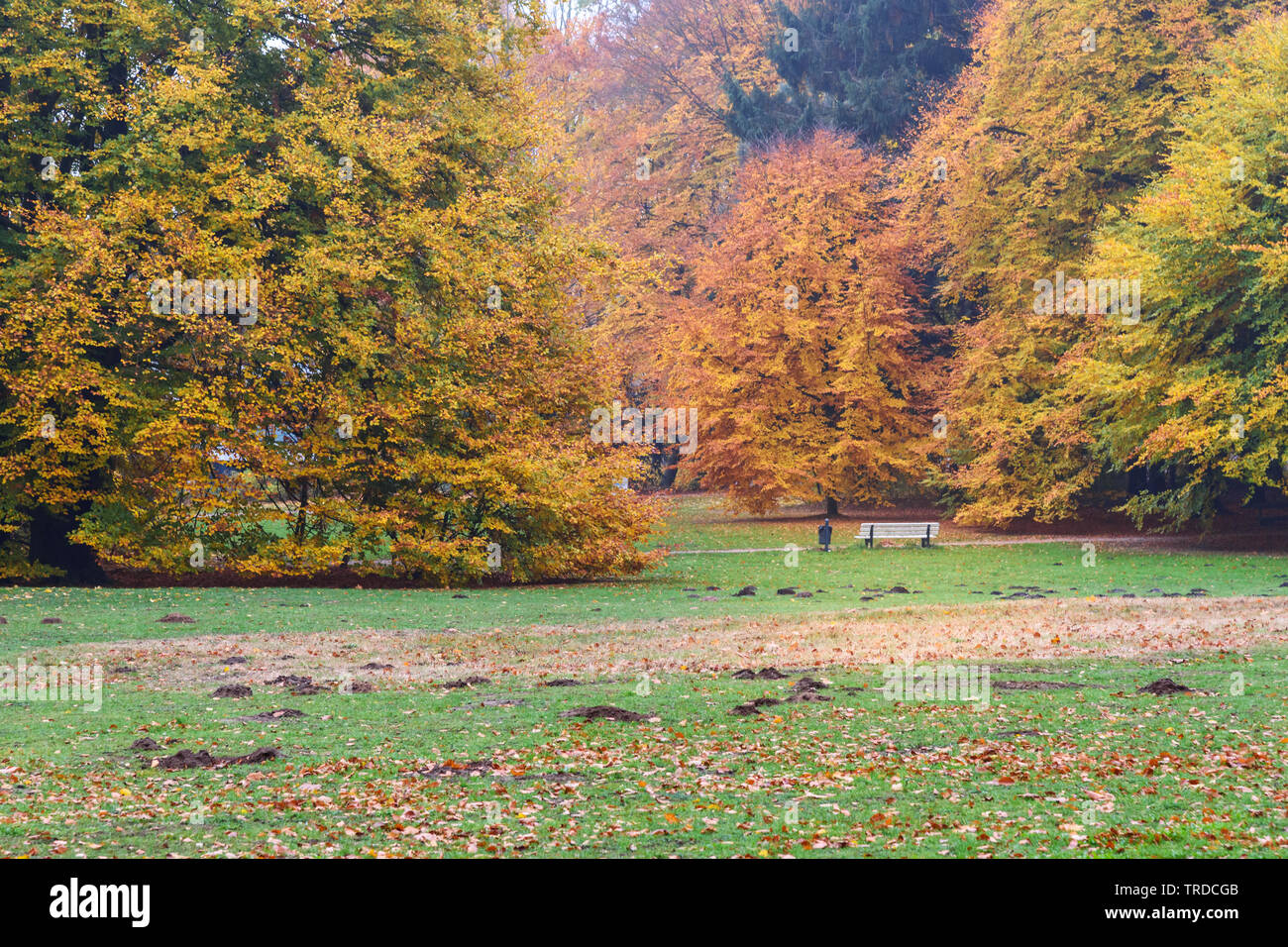 Colorful autumn forest in Germany Stock Photo - Alamy