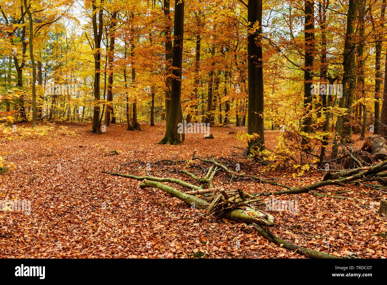 Colorful autumn forest in Germany Stock Photo - Alamy