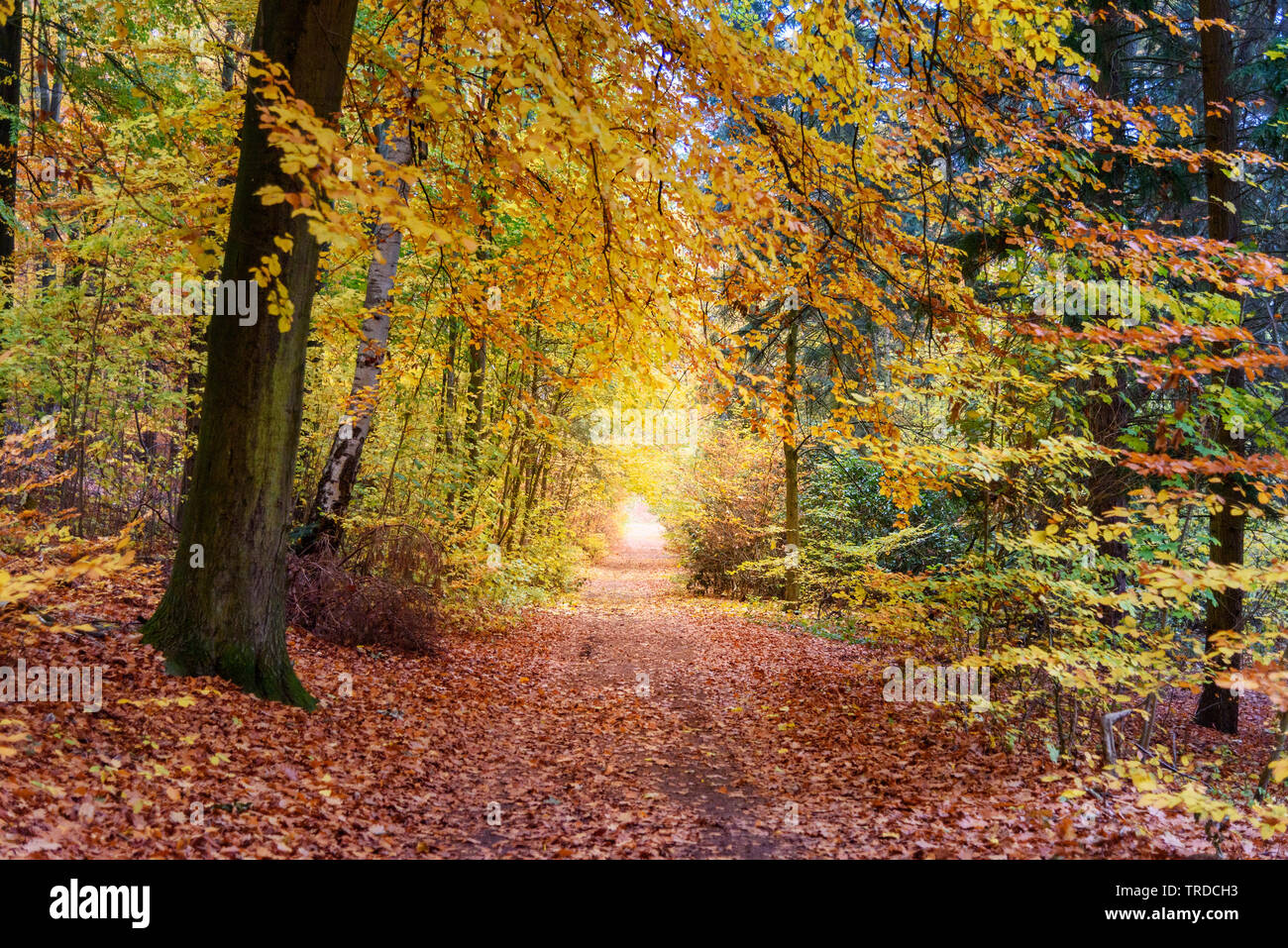 Colorful autumn forest in Germany Stock Photo - Alamy