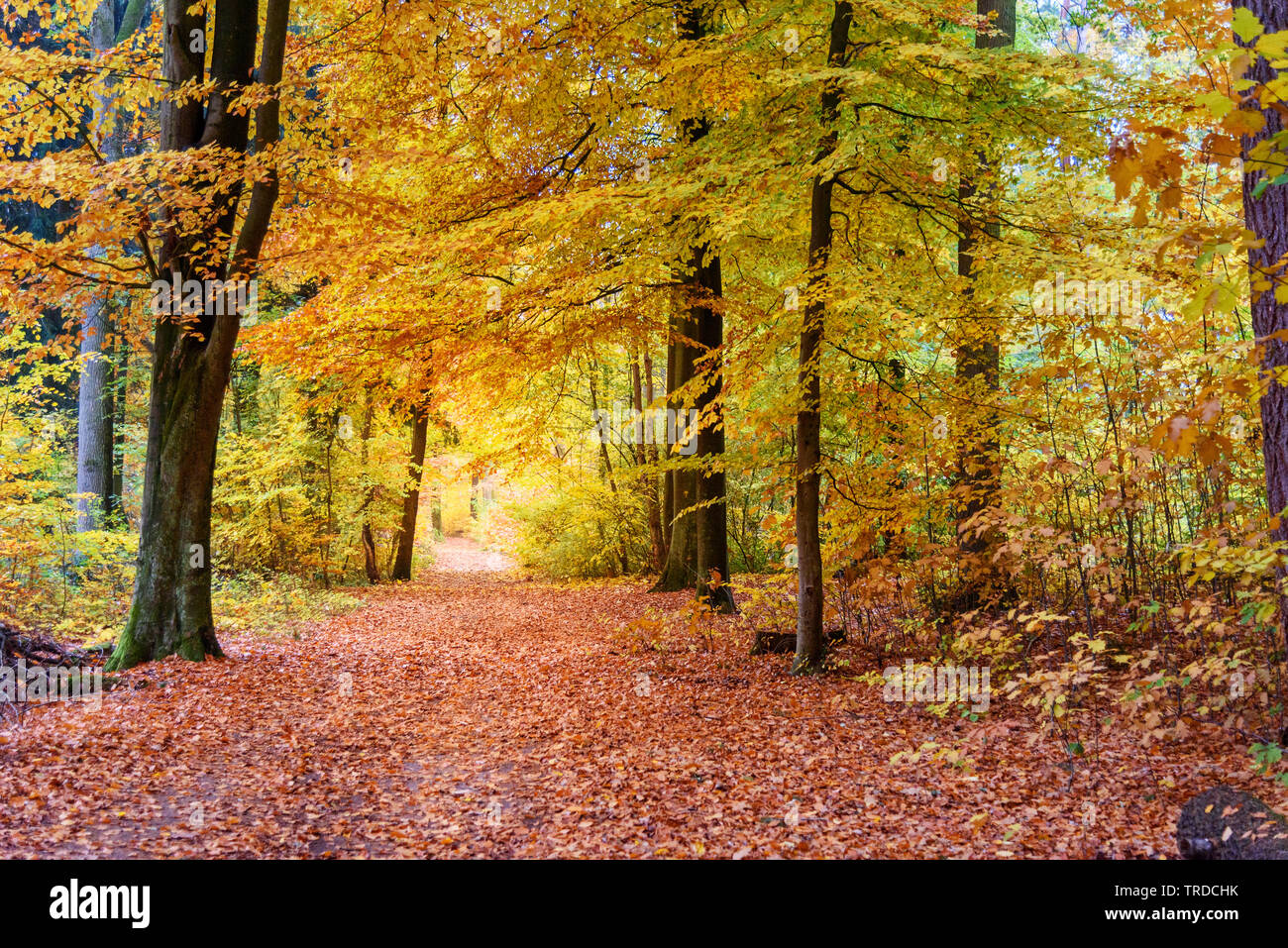 Colorful autumn forest in Germany Stock Photo - Alamy