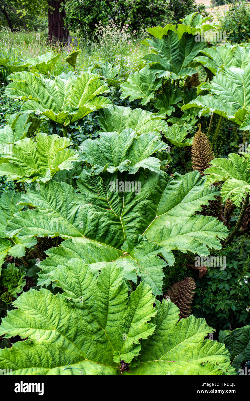 Gunnera leaves and flowers hi-res stock photography and images - Alamy