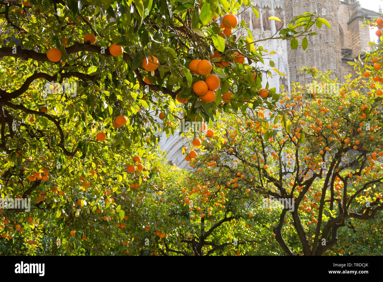 Orange trees in full fruit in the grounds of Cathedral of Saint Mary of ...