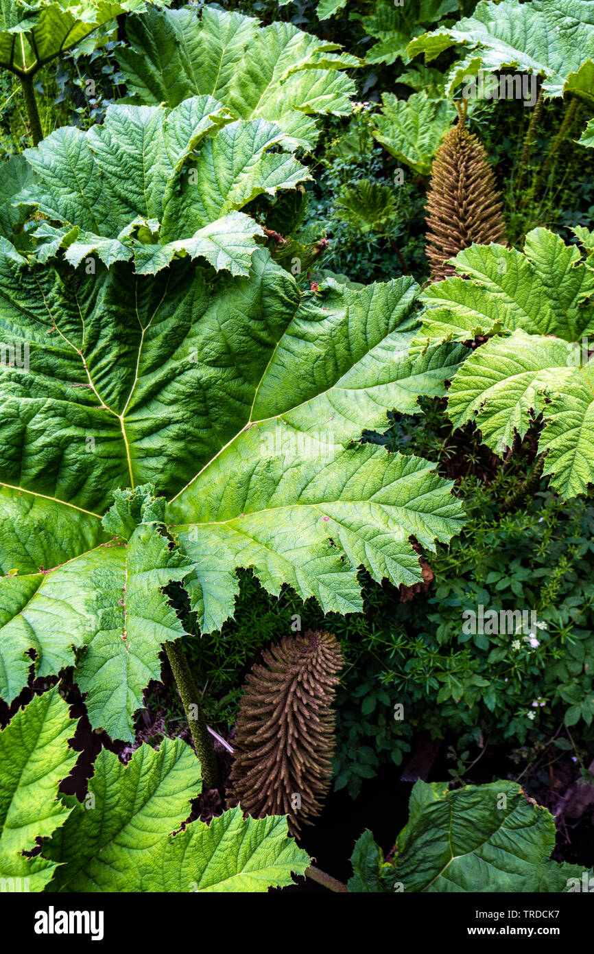 Gunnera Leaves And Flowers High Resolution Stock Photography and Images ...