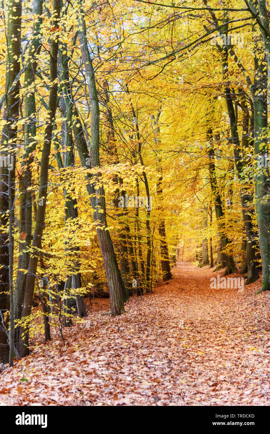 Colorful autumn forest in Germany Stock Photo - Alamy