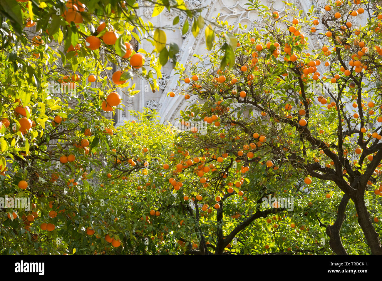 Seville oranges hi-res stock photography and images - Alamy