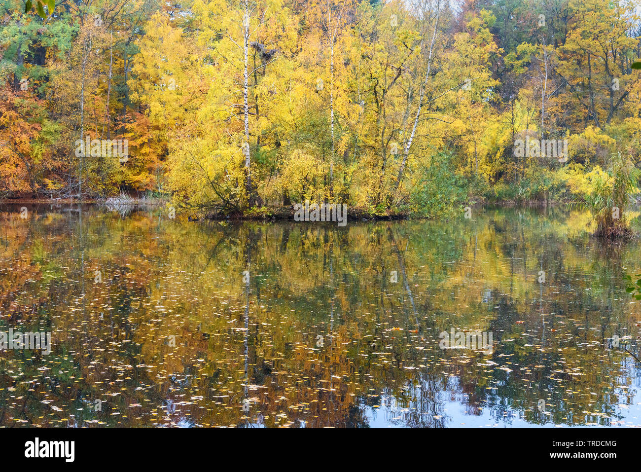 Colorful autumn forest on lake in Germany Stock Photo - Alamy