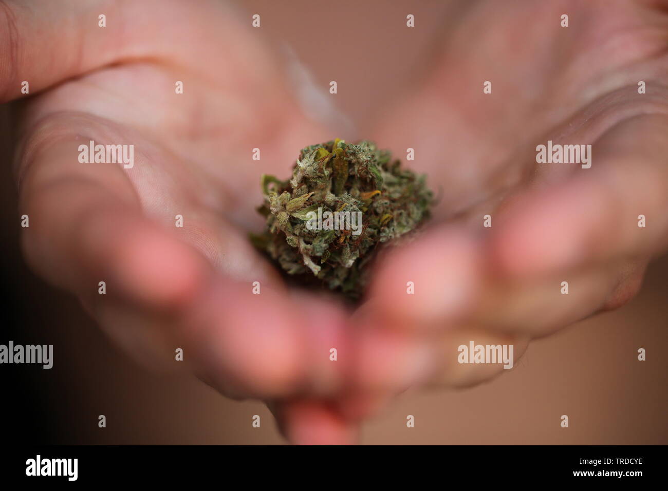 dry medical cannabis marijuana hand Stock Photo - Alamy