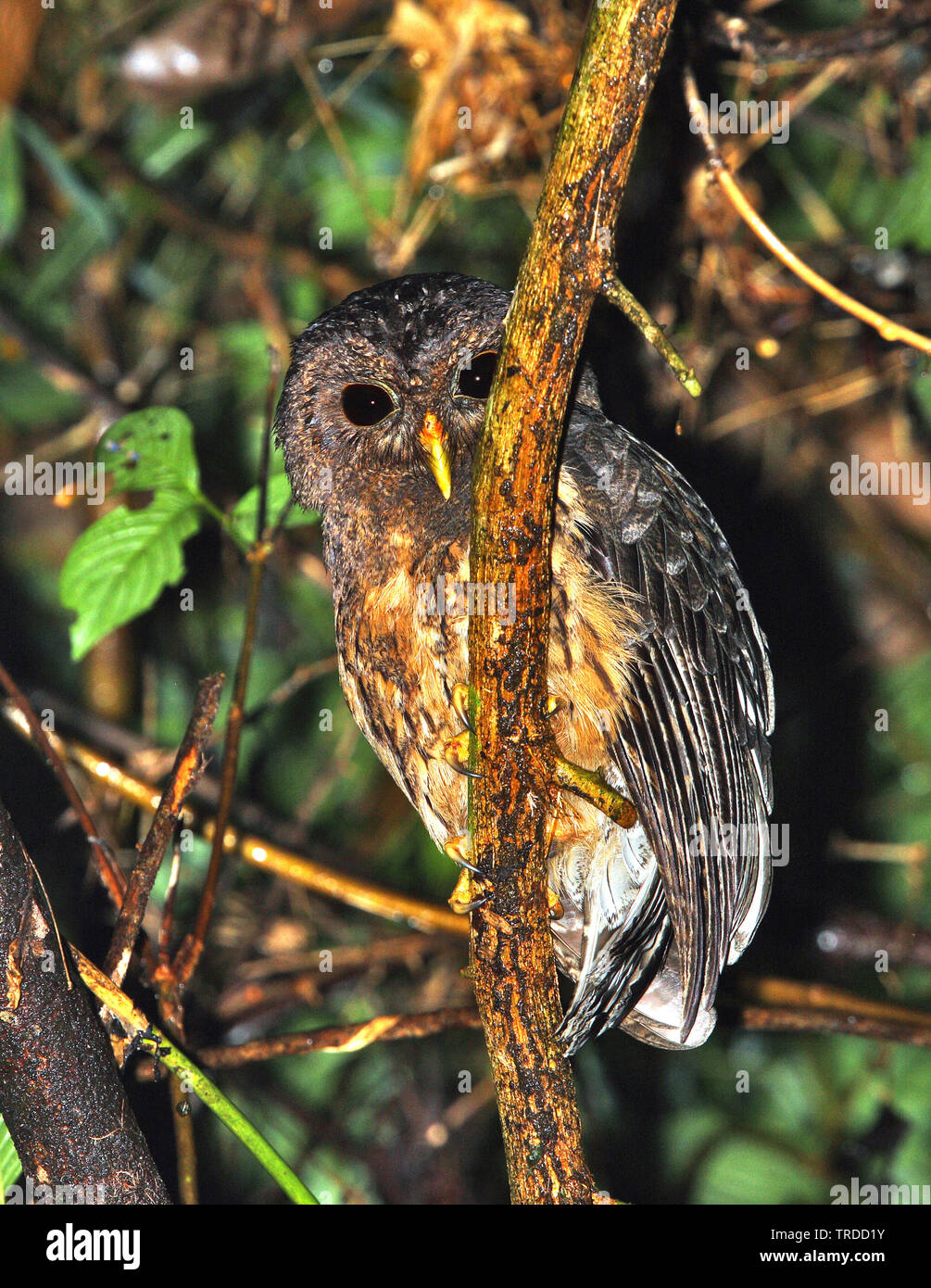 mottled owl (Ciccaba virgata), South America Stock Photo - Alamy