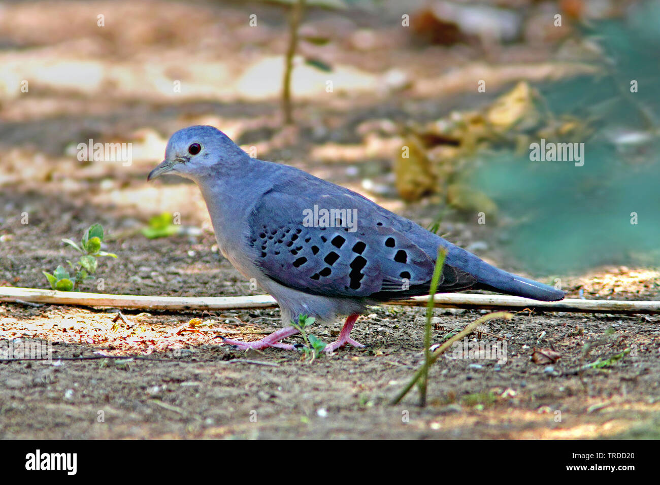Claravis pretiosa hi-res stock photography and images - Alamy
