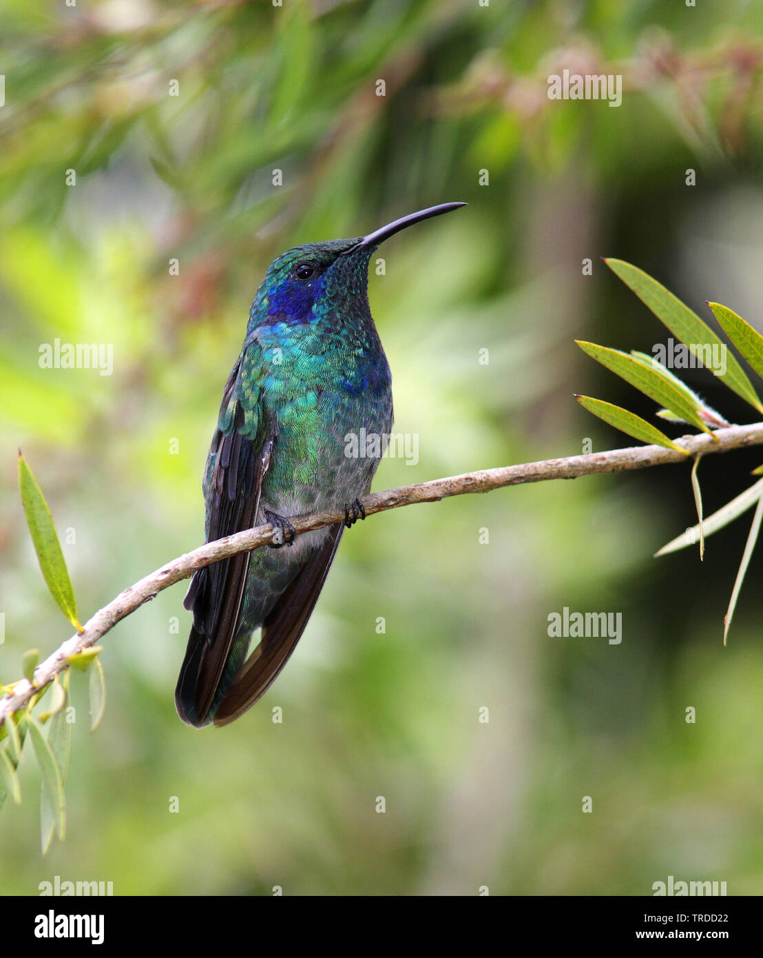 Colibrí vertical hi-res stock photography and images - Alamy
