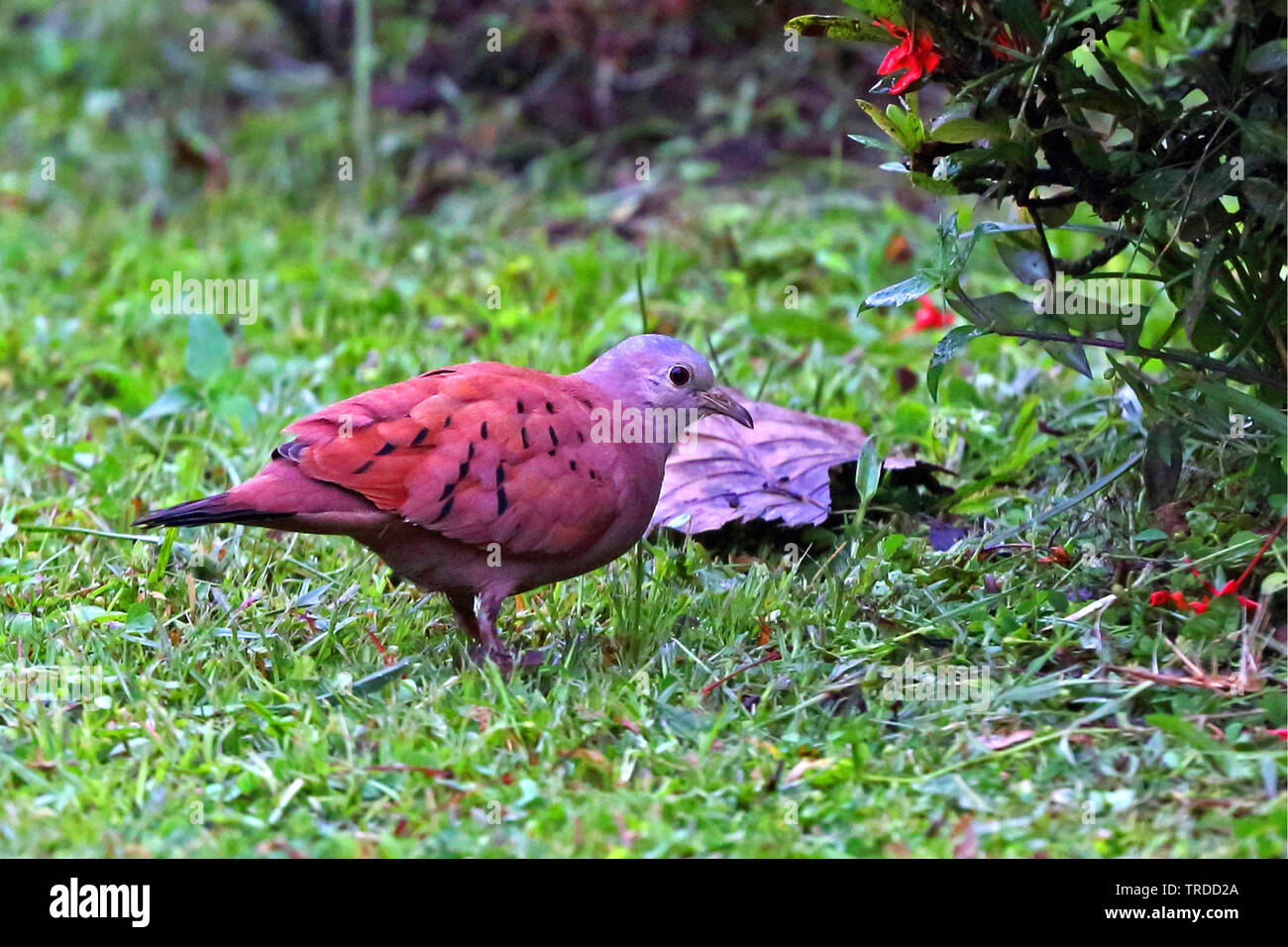 Ruddy ground dove columbina talpacoti rufipennis hi-res stock ...