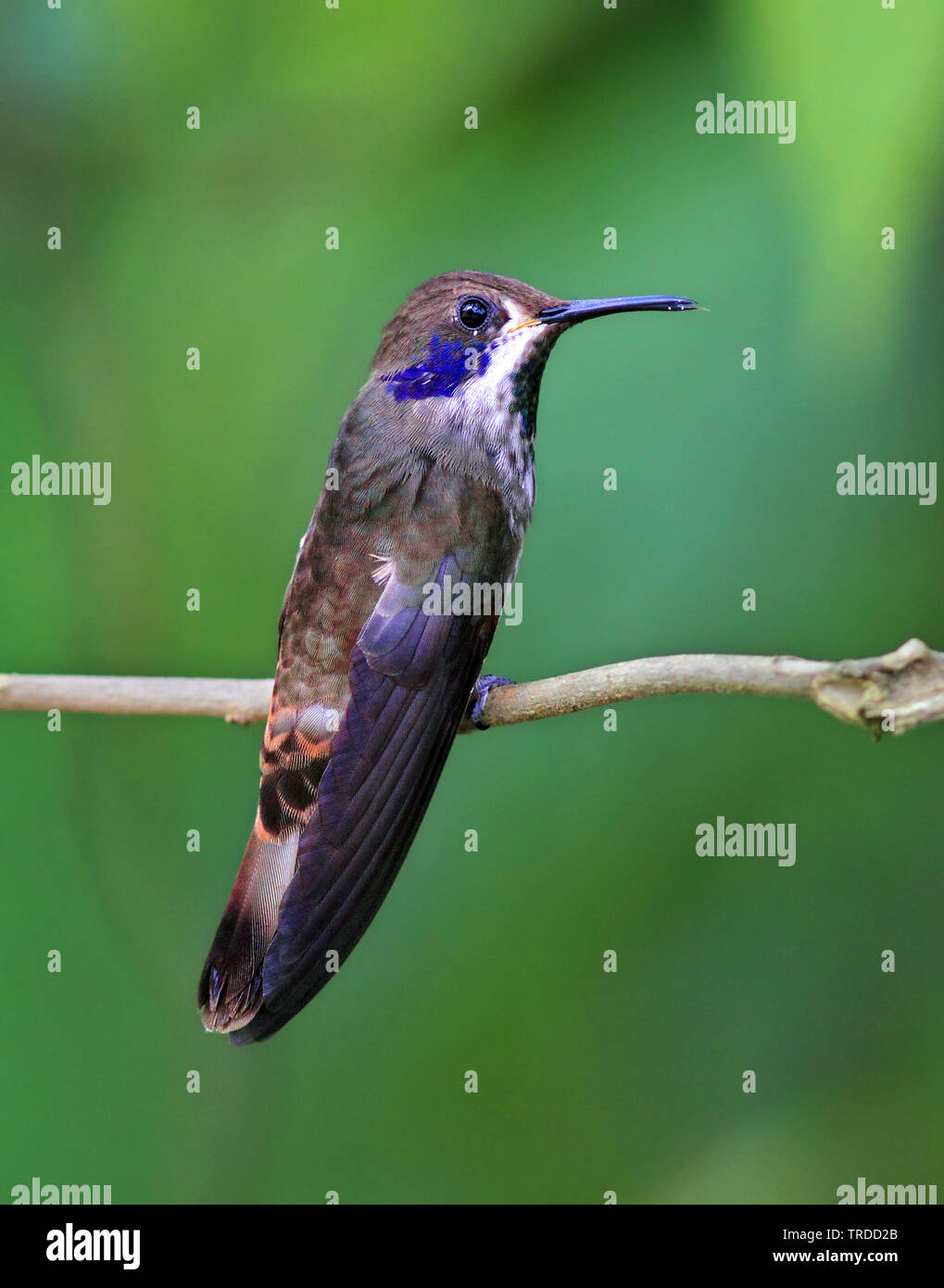 South american hummingbirds hi-res stock photography and images - Alamy