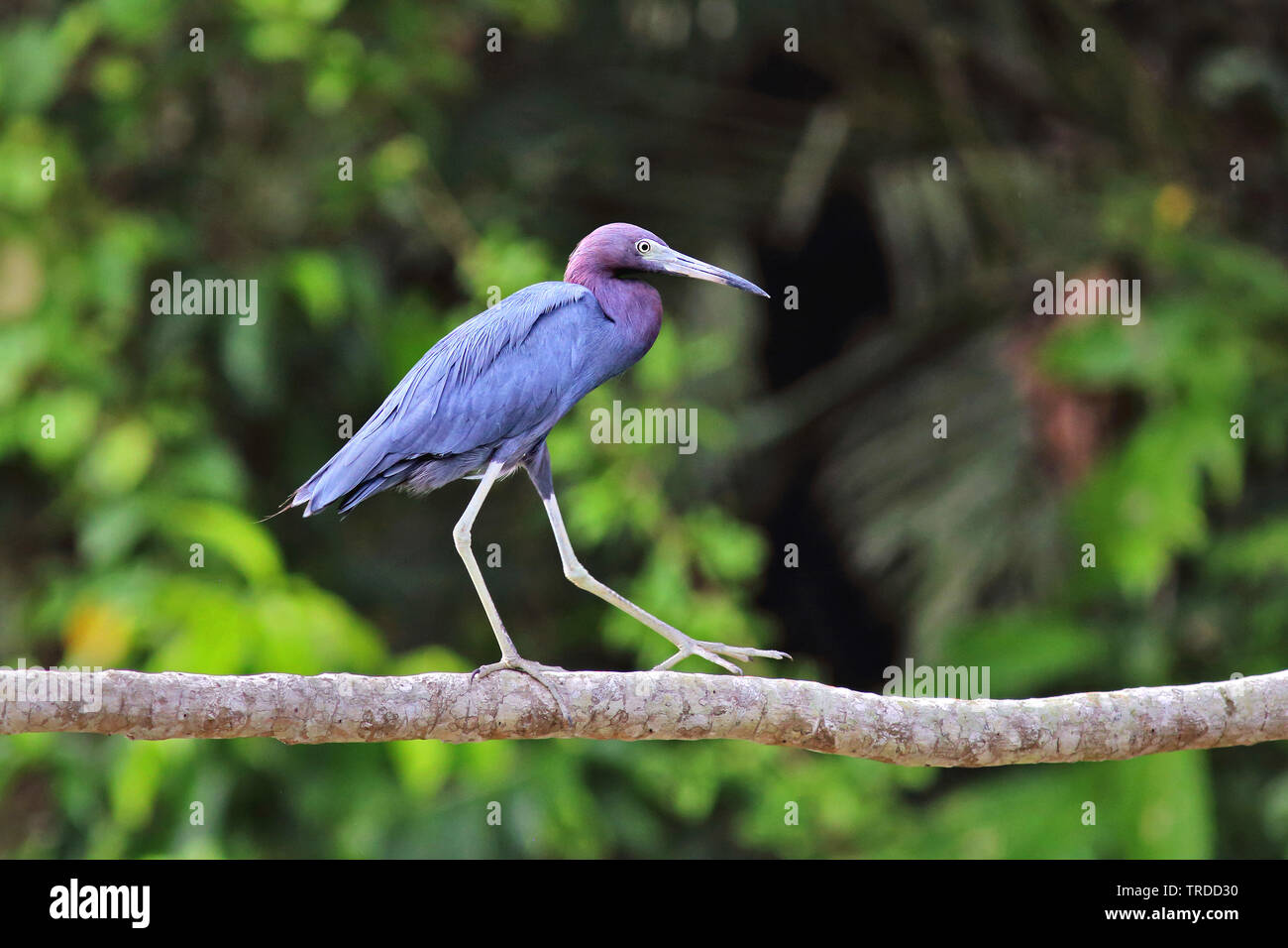 little blue heron (Egretta caerulea), South America Stock Photo - Alamy