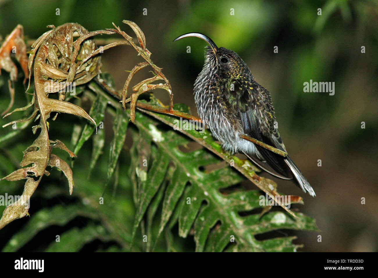 Bird sicklebill white tipped hi-res stock photography and images - Alamy
