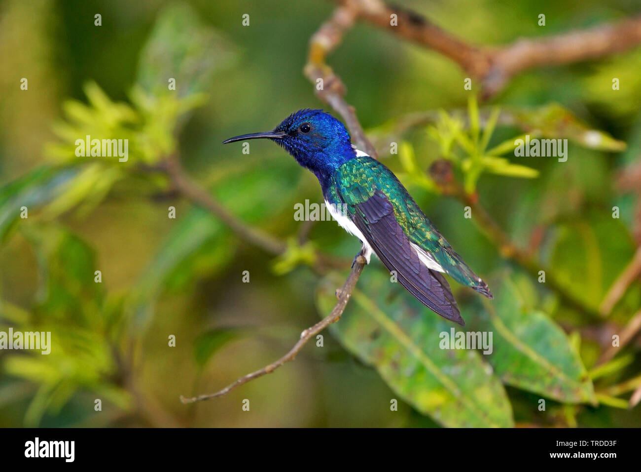 Jacobin bird hi-res stock photography and images - Alamy