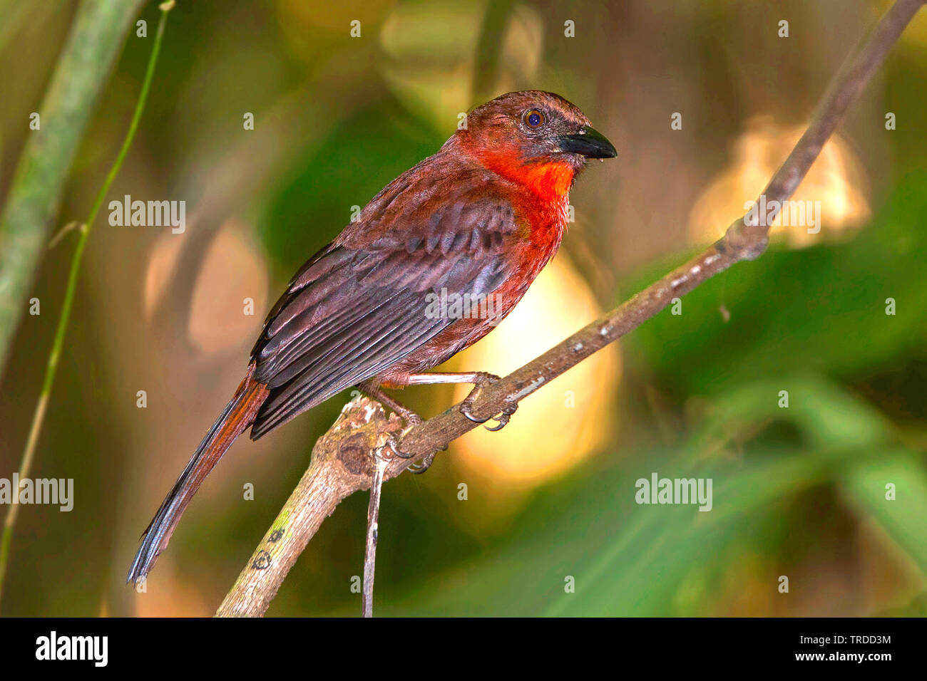 red-throated ant-tanager (Habia fuscicauda), male, South America Stock ...