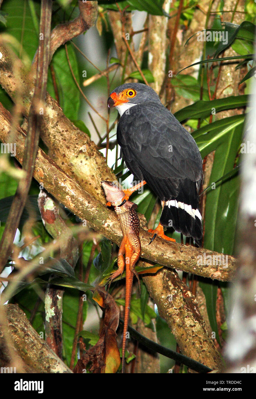 Semiplumbeous Hawk, Leucopternis semiplumbeus (Leucopternis ...