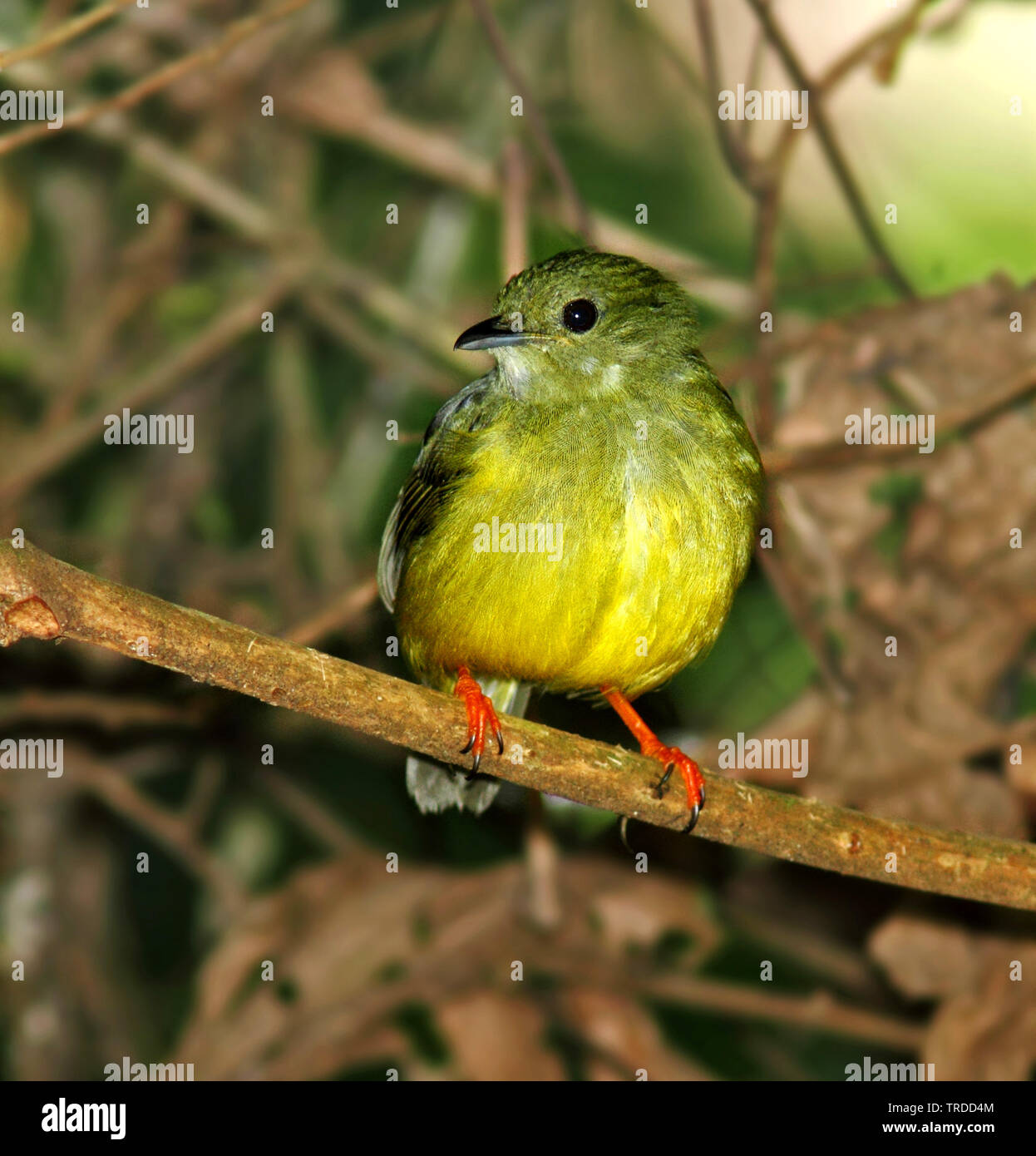 White-collared manakin (Manacus candei), female, South America Stock ...