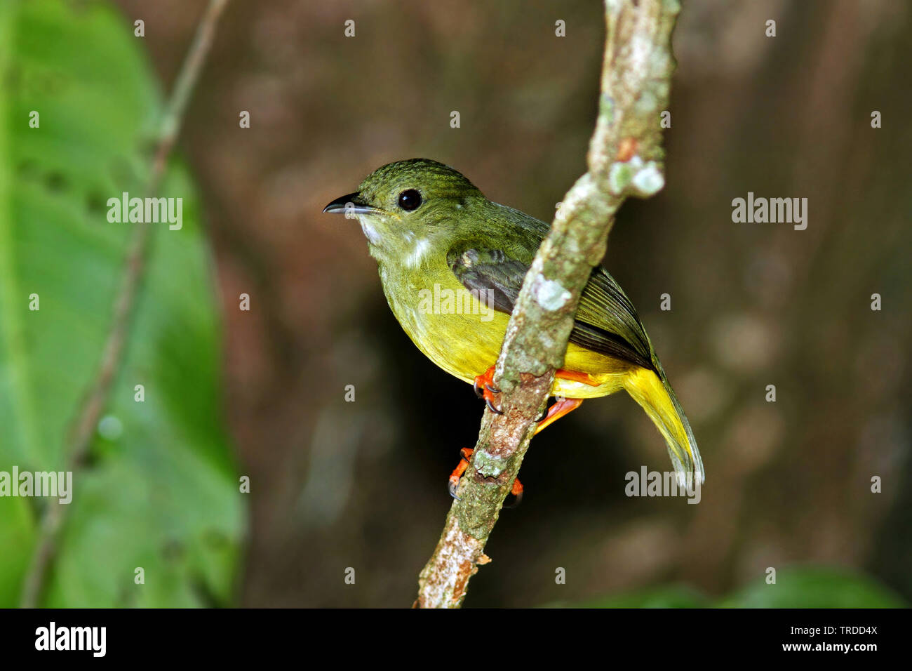 White-collared manakin (Manacus candei), female, South America Stock ...