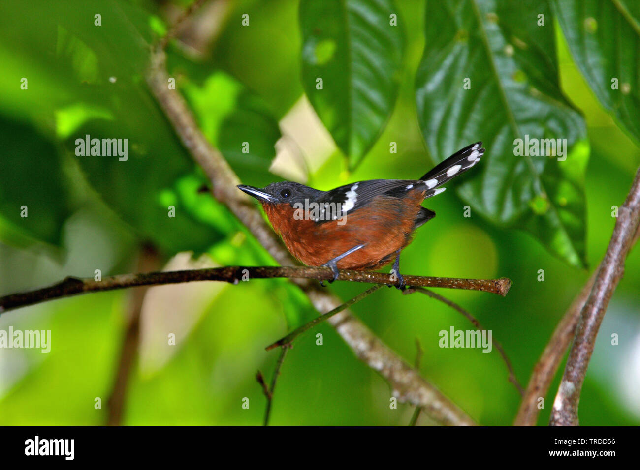 Antwren High Resolution Stock Photography and Images - Alamy