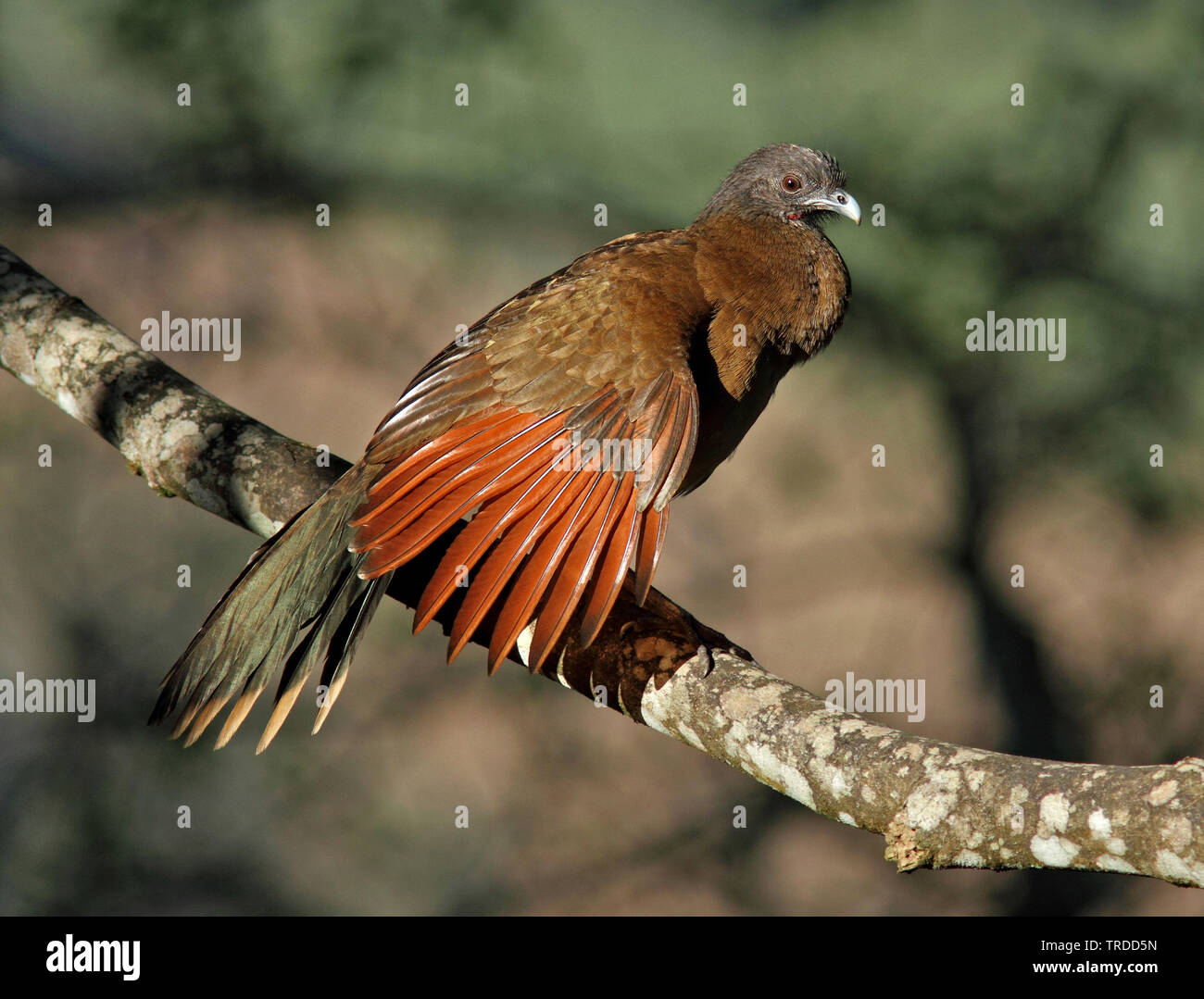 grey-headed chachalaca (Ortalis cinereiceps), South America Stock Photo ...